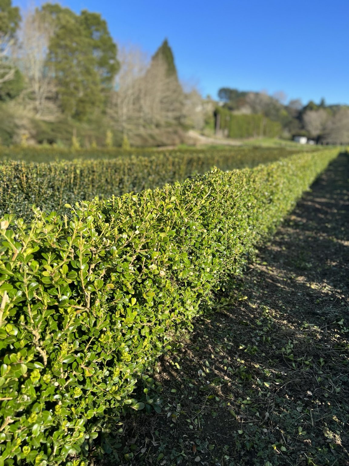 Buxus Microphylla 'Japanese Box' (Instant Hedge) - Garden Nursery ...