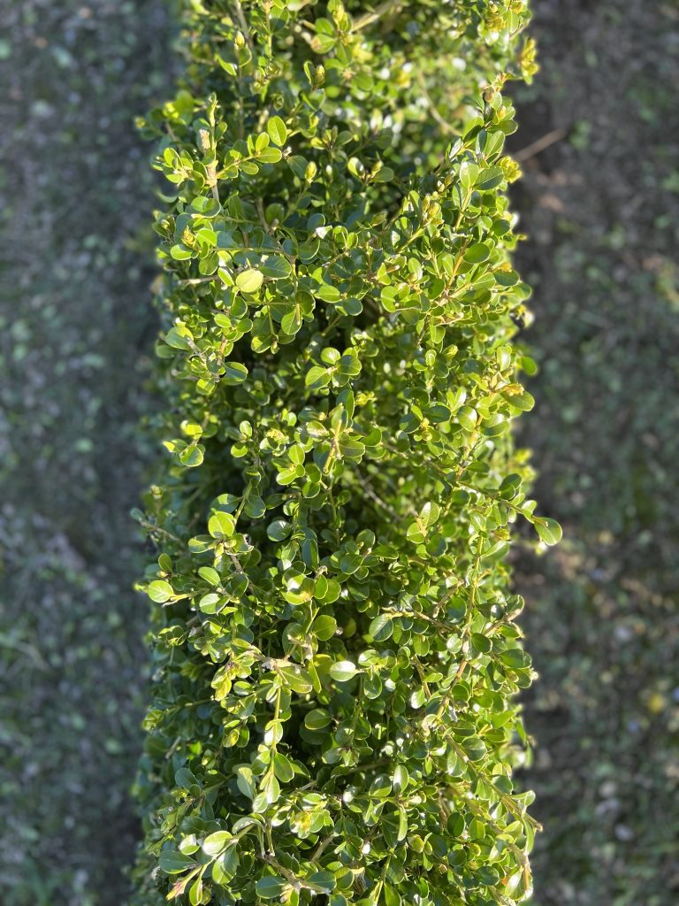 Buxus Microphylla 'Japanese Box' (Instant Hedge) - Garden Nursery ...