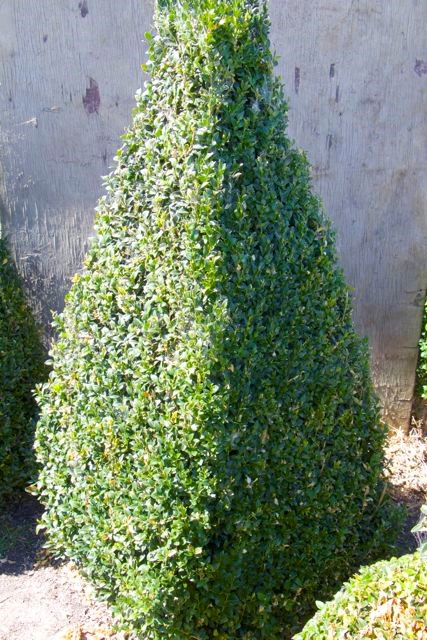 Buxus semperviren Pyramid - Instant Effects