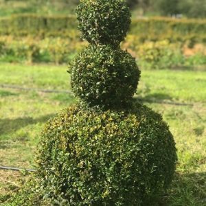 Topiary & Standards Archives - Instant Effects