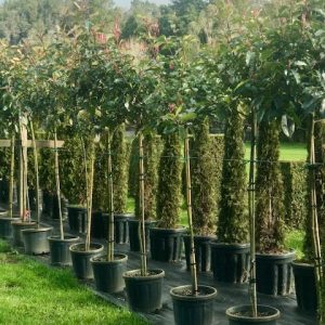 Topiary & Standards Archives - Instant Effect