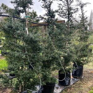 Shop | Instant Effects - hedging, paneled plants, standards