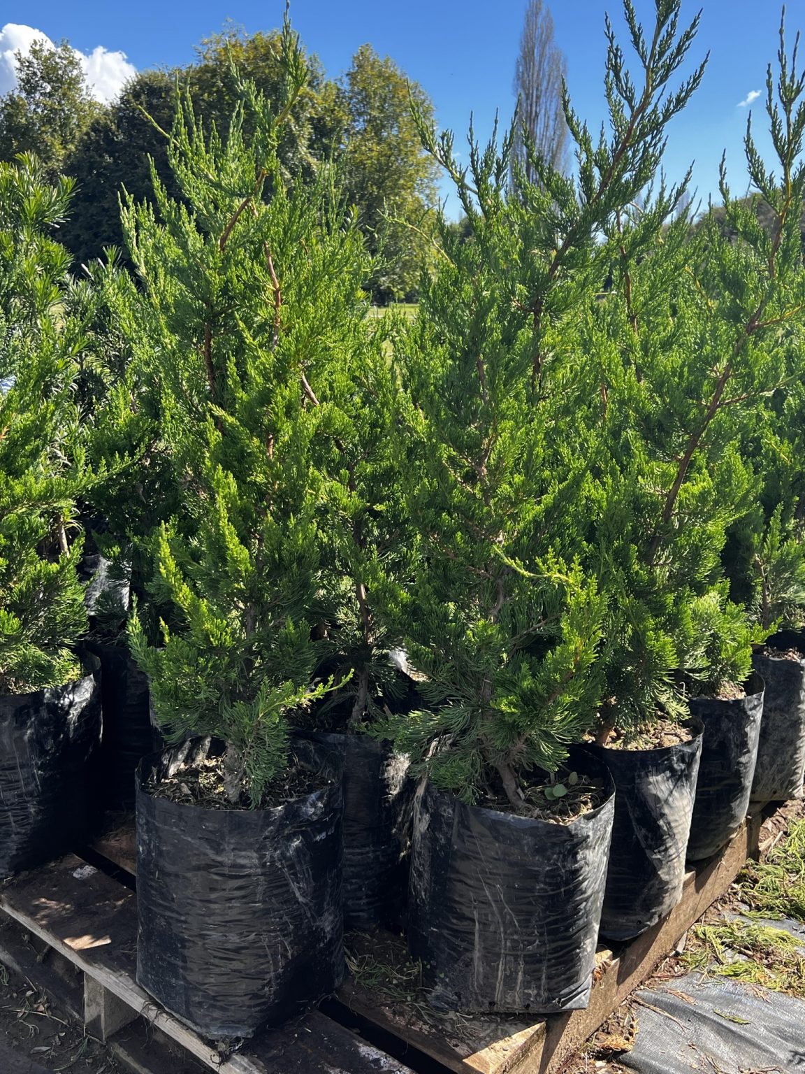 Juniperus Kaizuka PB40 - Garden Nursery Tauranga