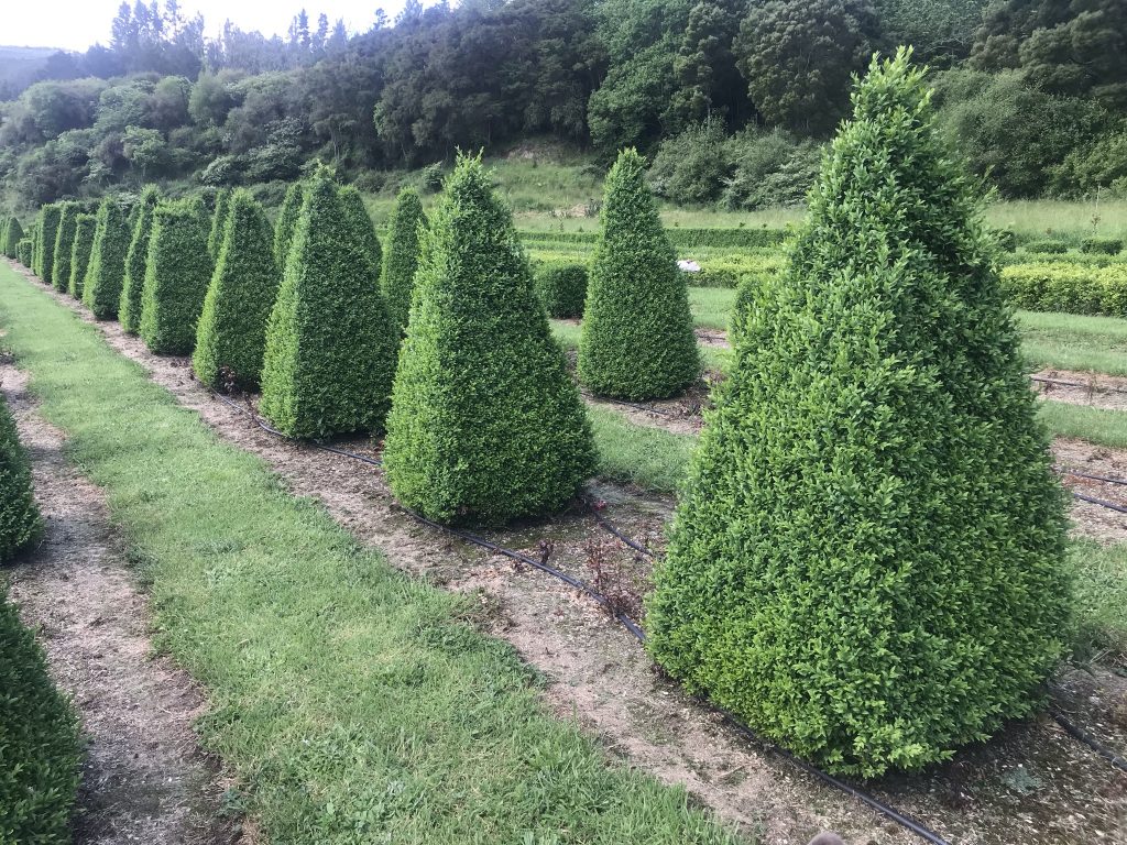 Buxus semperviren Large Pyramids - Garden Nursery Tauranga