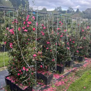 Shop | Instant Effects - hedging, paneled plants, standards