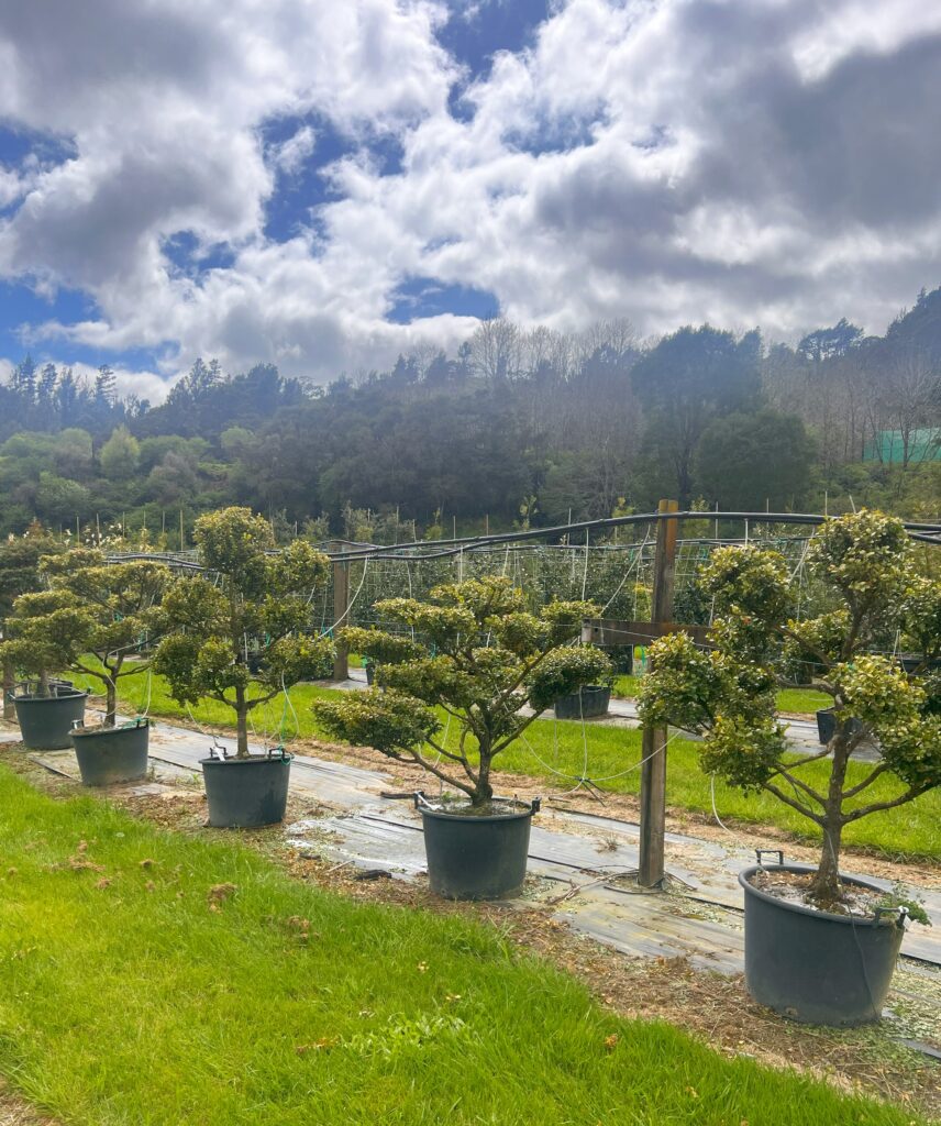 Buxus Microphylla pom pom 60L - Garden Nursery Tauranga