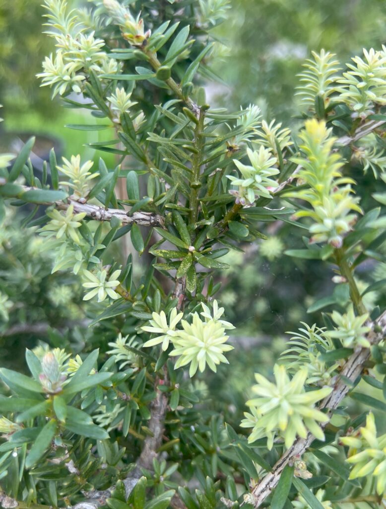 Podocarpus Matapouri Blue 60L - Garden Nursery Tauranga